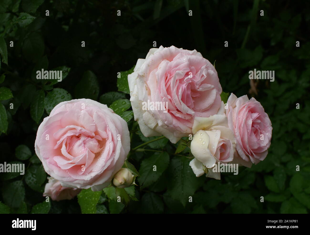 Schöne rosenblüten -Fotos und -Bildmaterial in hoher Auflösung – Alamy
