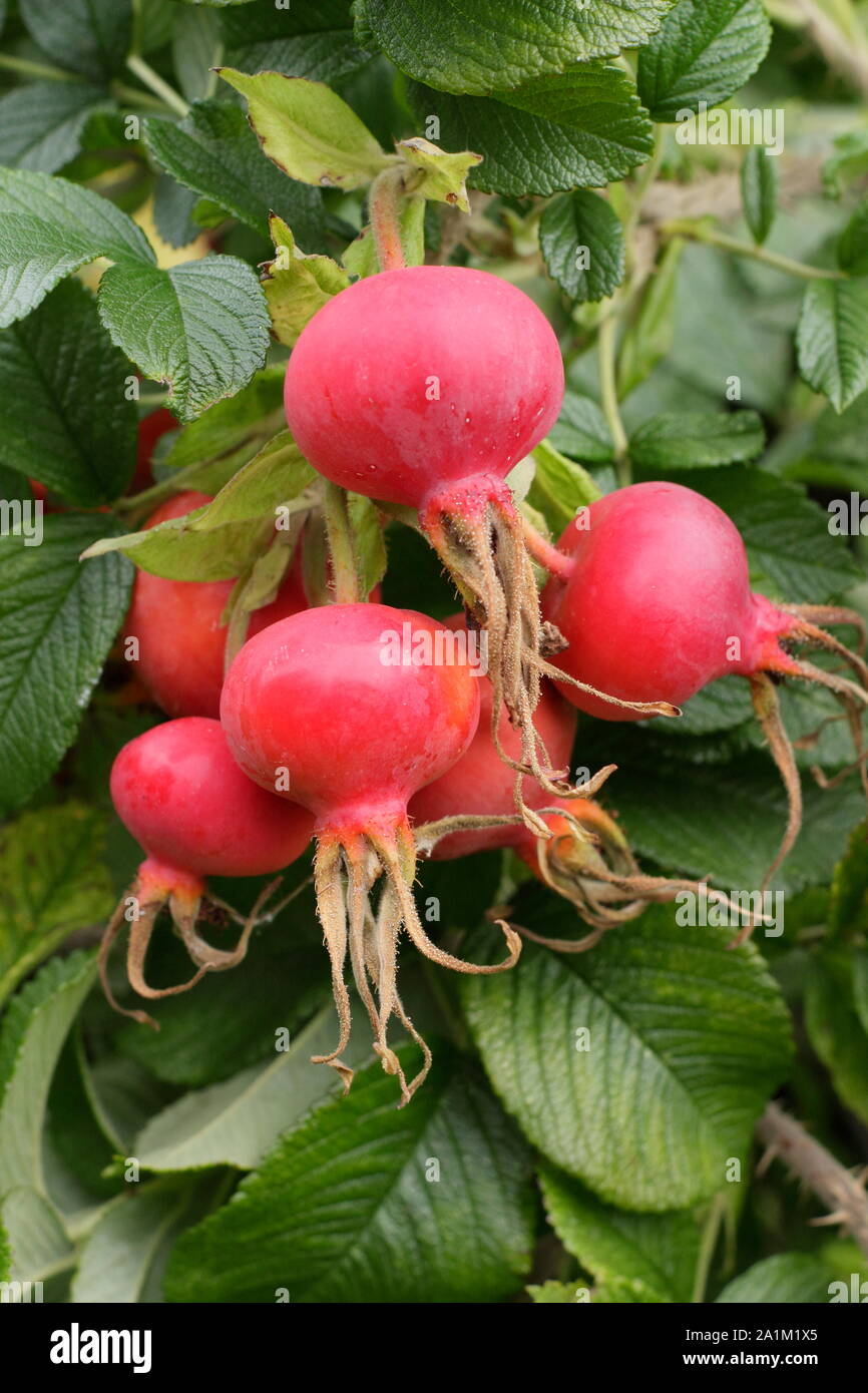 Hagebutten Rosa rugosa 'Alba' im Spätsommer - August. Großbritannien ...