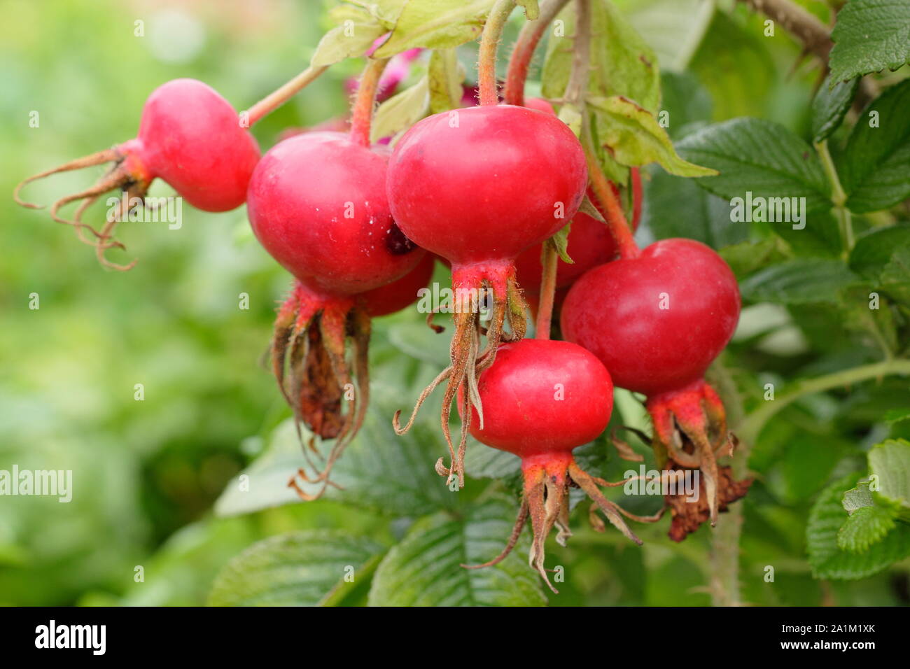 Hagebutten herbst -Fotos und -Bildmaterial in hoher Auflösung – Alamy
