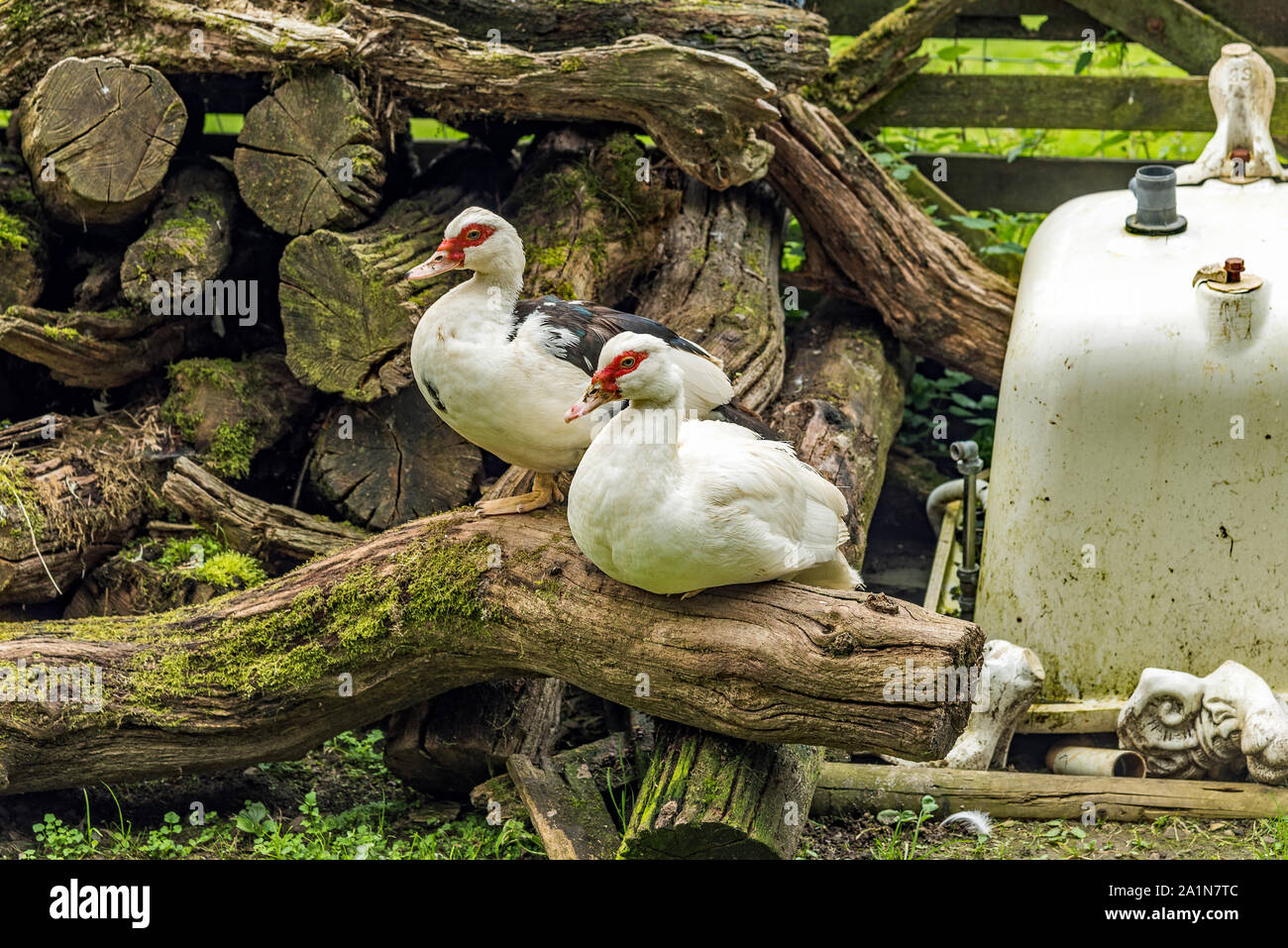Craig highland farm -Fotos und -Bildmaterial in hoher Auflösung – Alamy