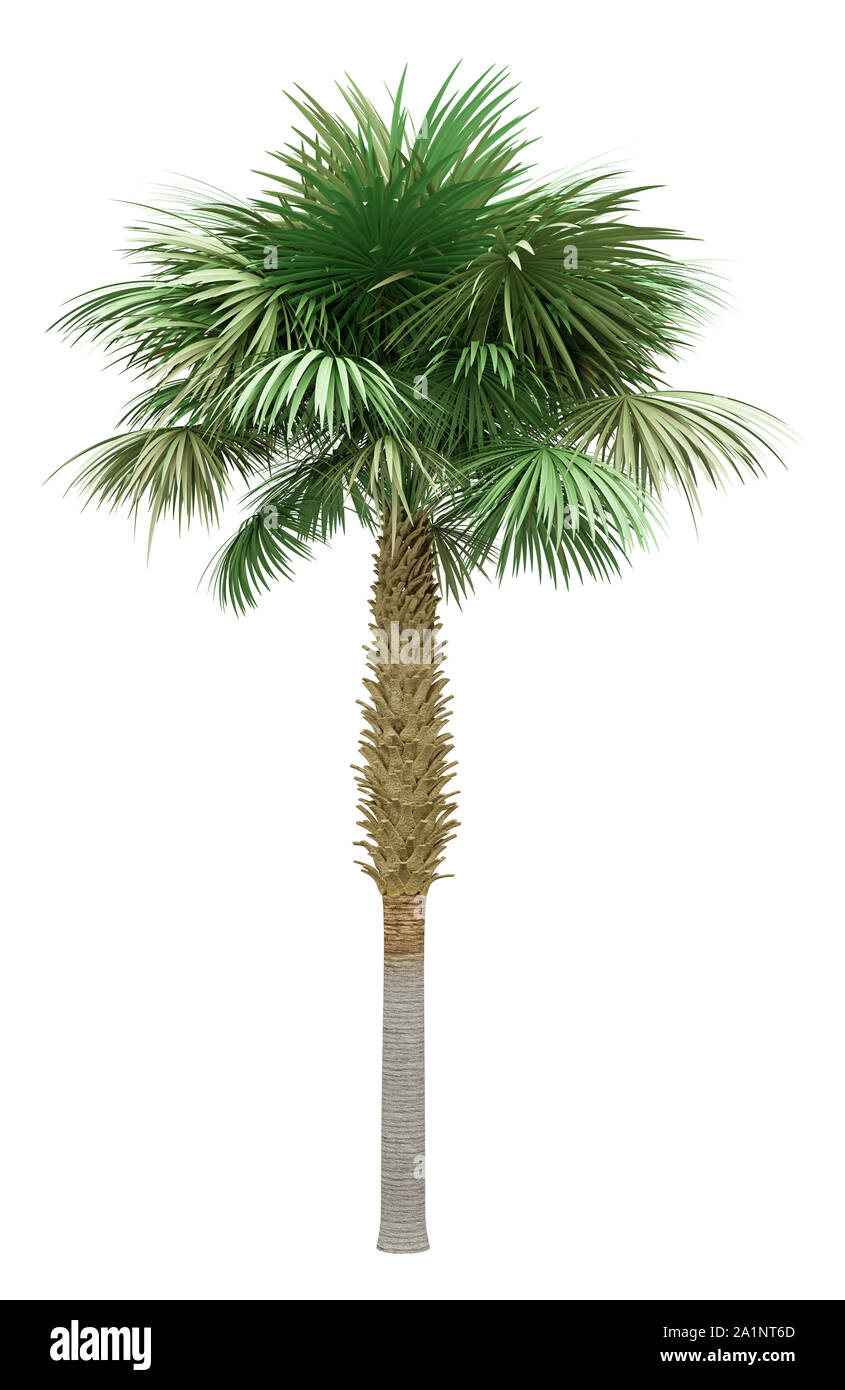 Sabal palm tree -Fotos und -Bildmaterial in hoher Auflösung – Alamy