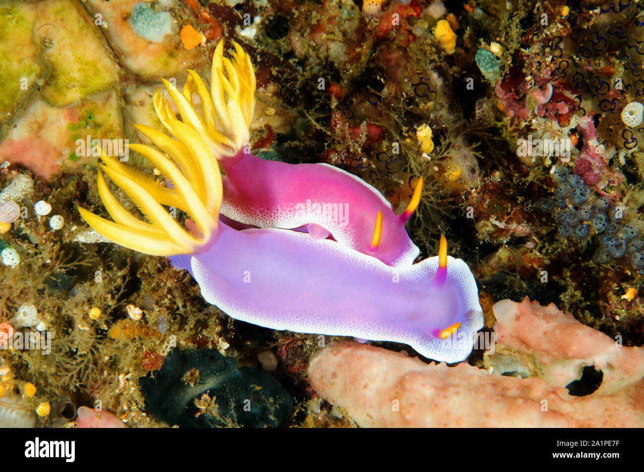 Nacktschnecke und korallenriff -Fotos und -Bildmaterial in hoher ...