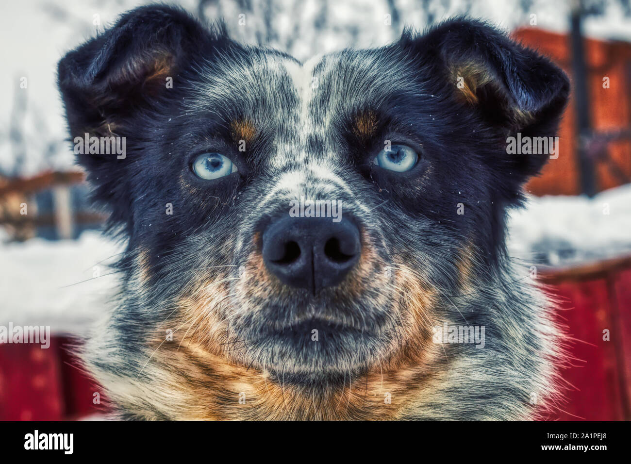 Rodeln in norwegen -Fotos und -Bildmaterial in hoher Auflösung – Alamy