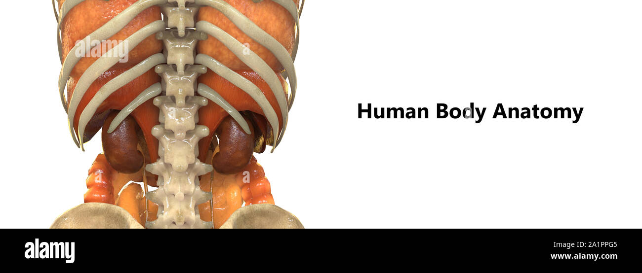 Menschliche innere Organe Anatomie Stockfotografie - Alamy