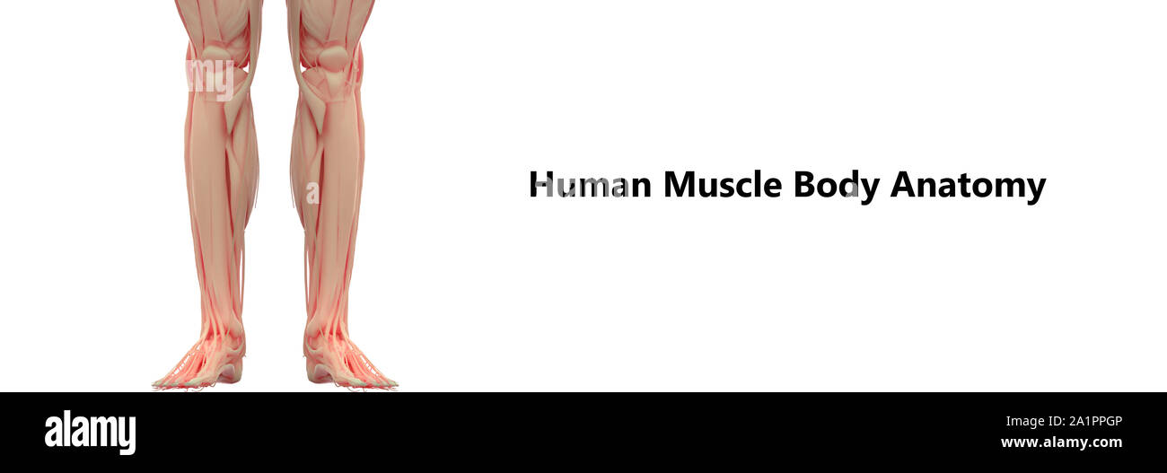 Menschliche Körper Muskulatur Anatomie Stockfotografie - Alamy