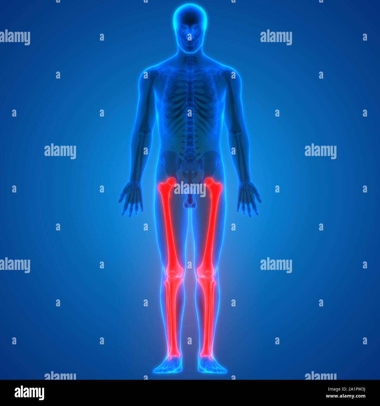 Menschliches Skelett System Knochen Gelenke Anatomie Stockfotografie ...
