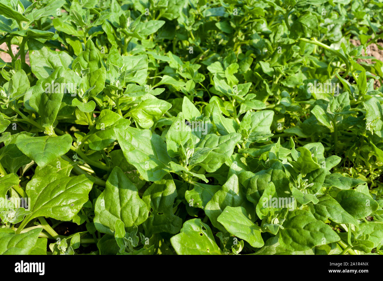 Neuseelaender spinat -Fotos und -Bildmaterial in hoher Auflösung – Alamy