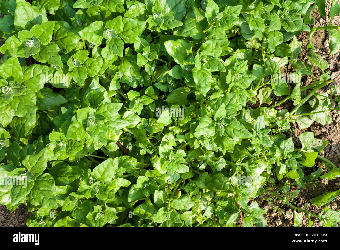 Neuseelaender spinat -Fotos und -Bildmaterial in hoher Auflösung – Alamy