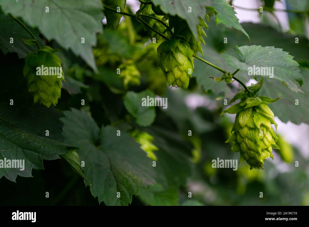 Ernte Von Hopfen Stockfotos und -bilder Kaufen - Alamy