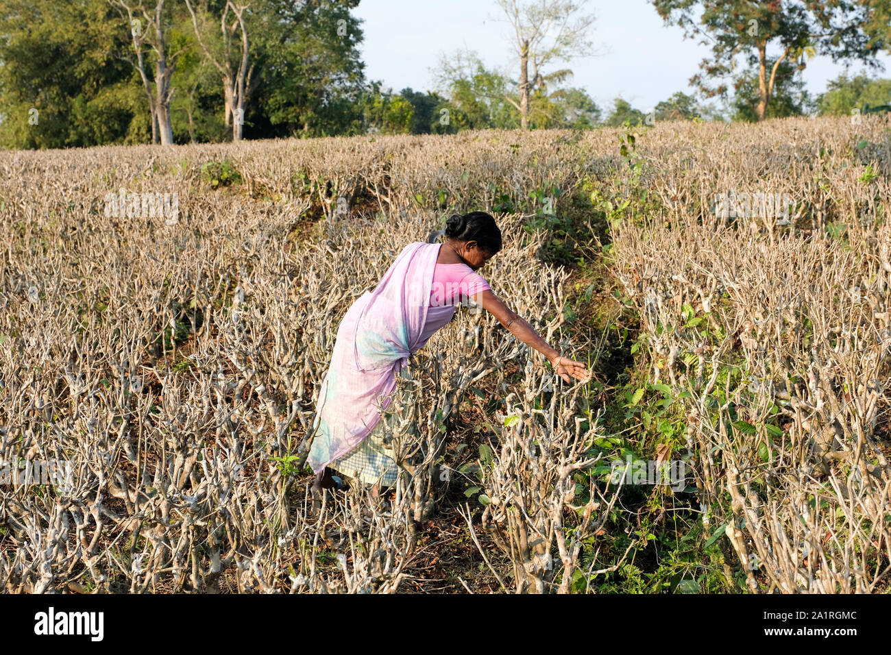 Reisig sammeln Stockfotos und -bilder Kaufen - Alamy