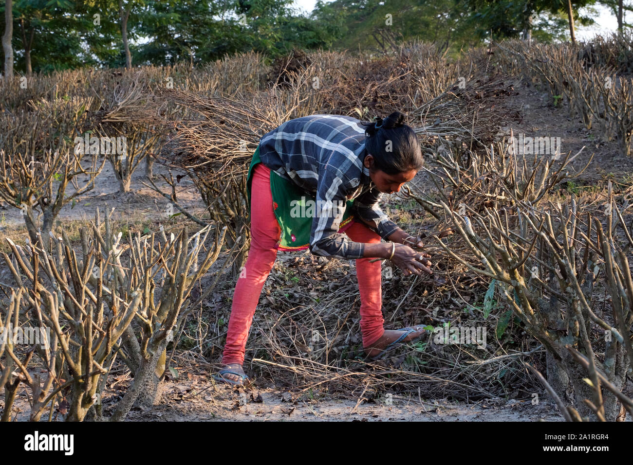 Reisig sammeln Stockfotos und -bilder Kaufen - Alamy