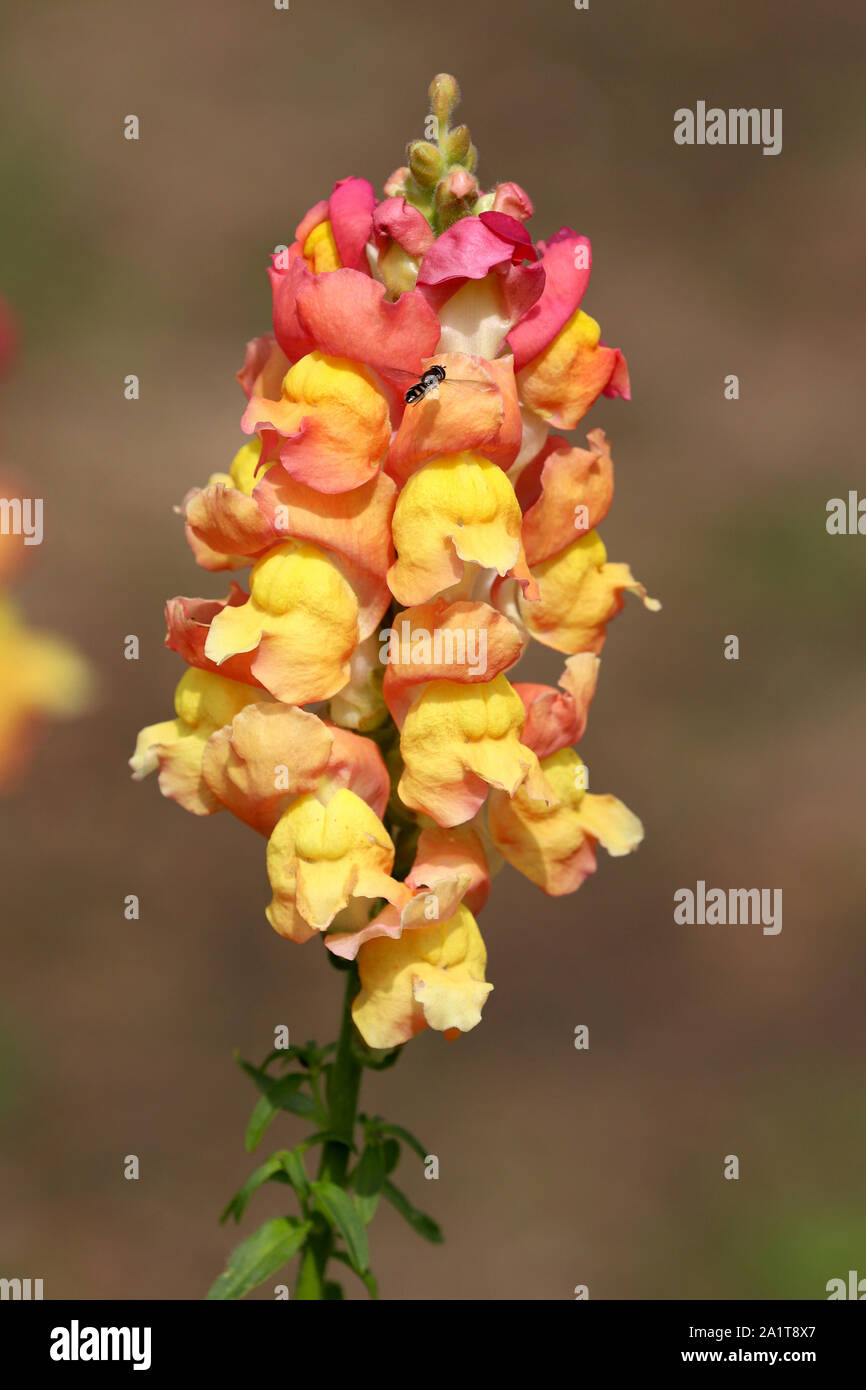Snap dragon flower -Fotos und -Bildmaterial in hoher Auflösung – Alamy