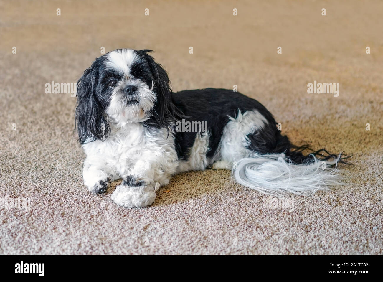 Shih tzu -Fotos und -Bildmaterial in hoher Auflösung – Alamy Shih tzu -Fotos und -Bildmaterial in hoher Auflösung – Alamy
