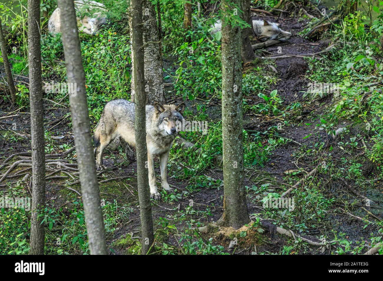 Im kanadischen wald -Fotos und -Bildmaterial in hoher Auflösung – Alamy