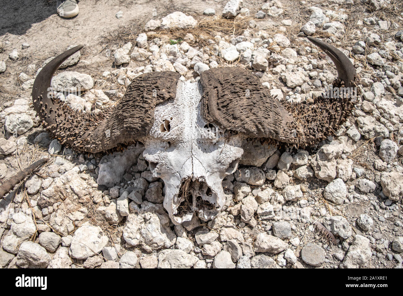 Bovine skeleton -Fotos und -Bildmaterial in hoher Auflösung - Seite 2 ...