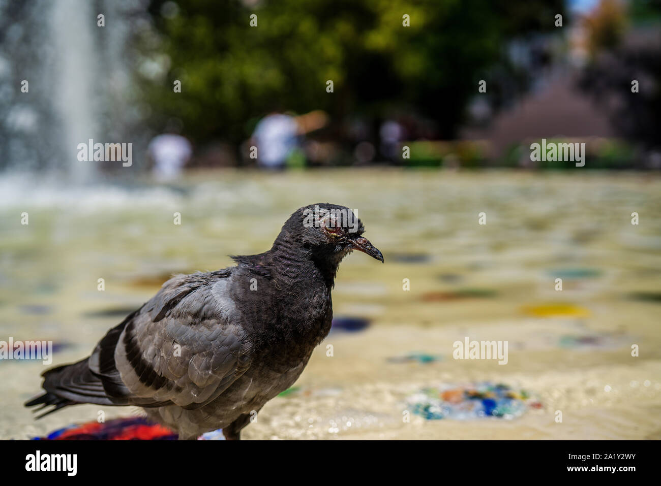 Taube in ornamentalen pool Nahaufnahmen. graue Taube taube Details ...