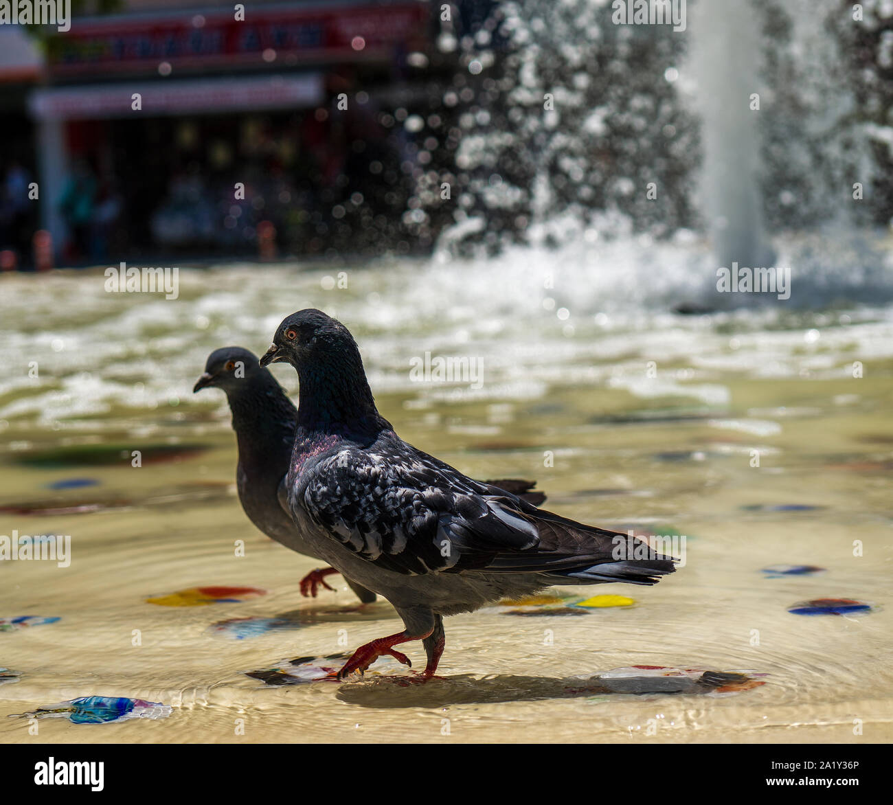 Taube in ornamentalen pool Nahaufnahmen. graue Taube taube Details ...