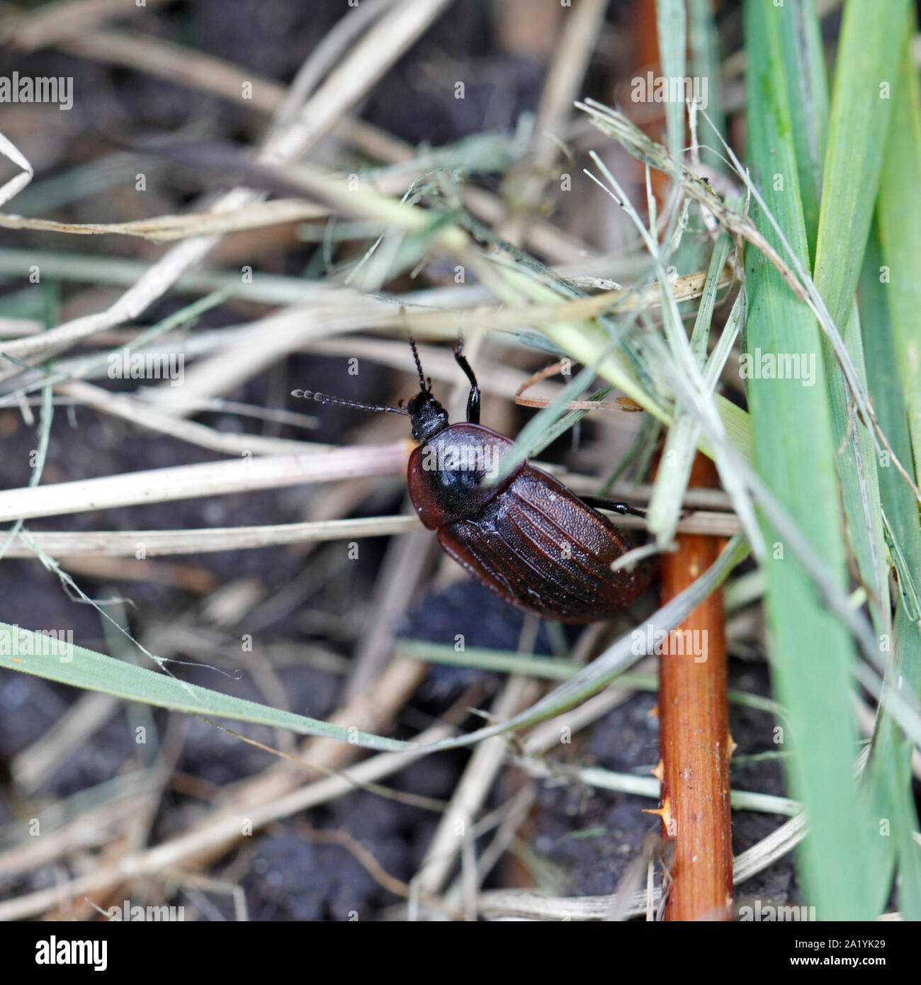 Silpha atrata -Fotos und -Bildmaterial in hoher Auflösung – Alamy