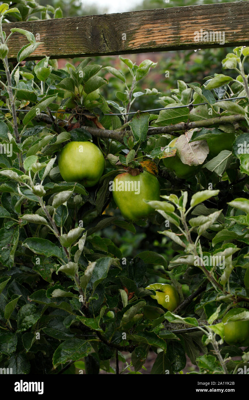 Apfelsorten britisch -Fotos und -Bildmaterial in hoher Auflösung – Alamy