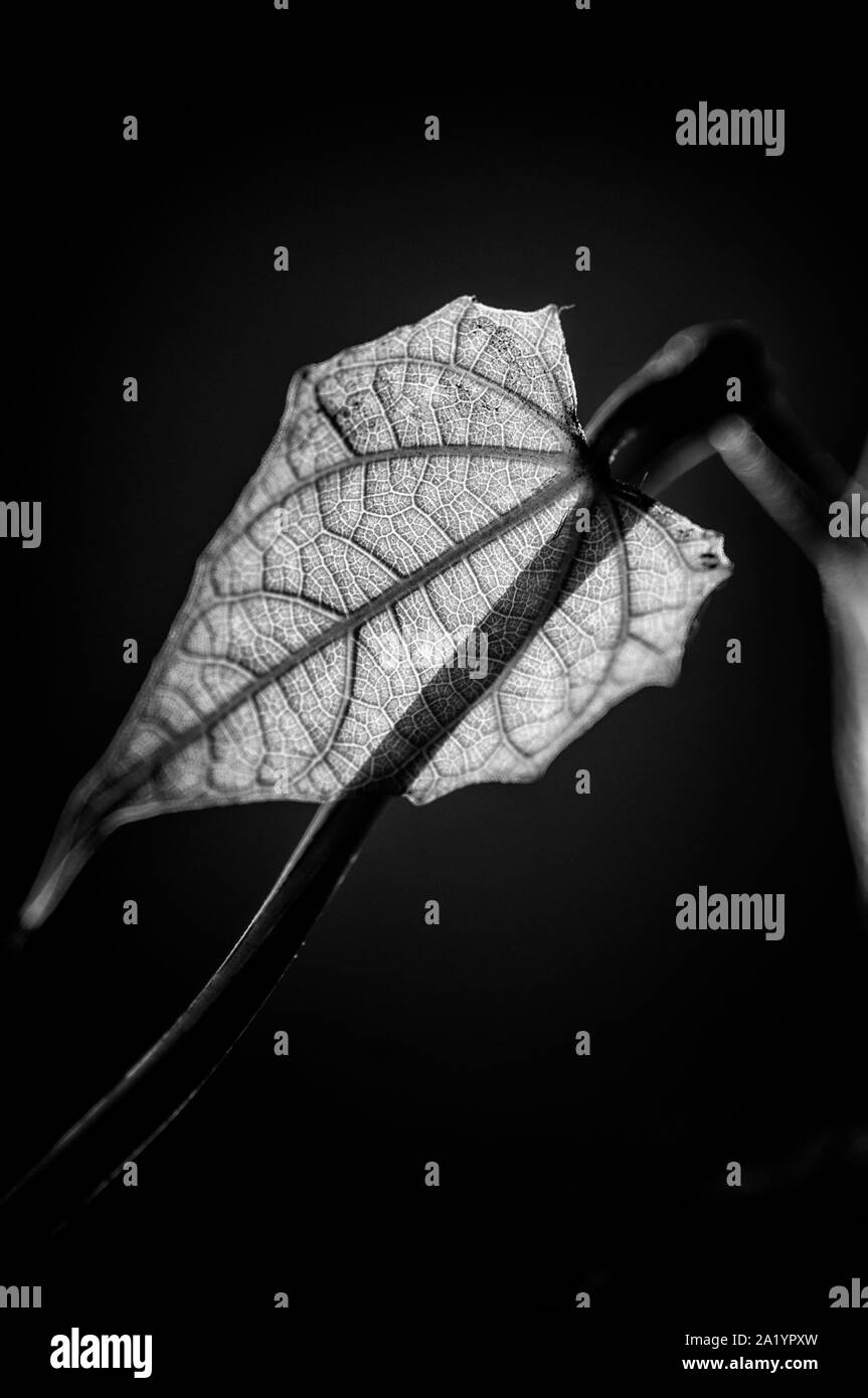 Flora blatt Schwarzweiß-Stockfotos und -bilder - Alamy