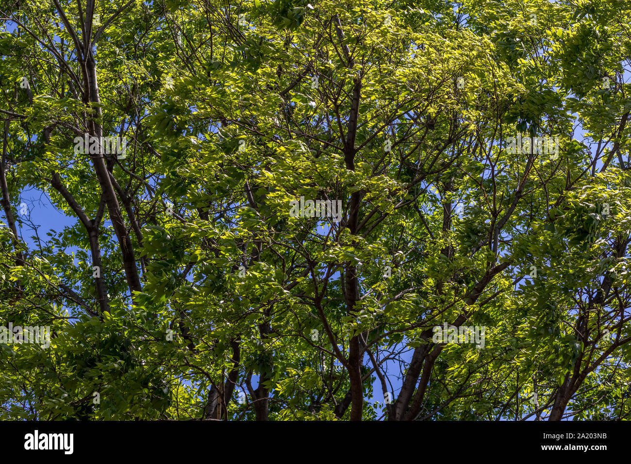 Baum Weht Im Wind Stockfotos und -bilder Kaufen - Alamy