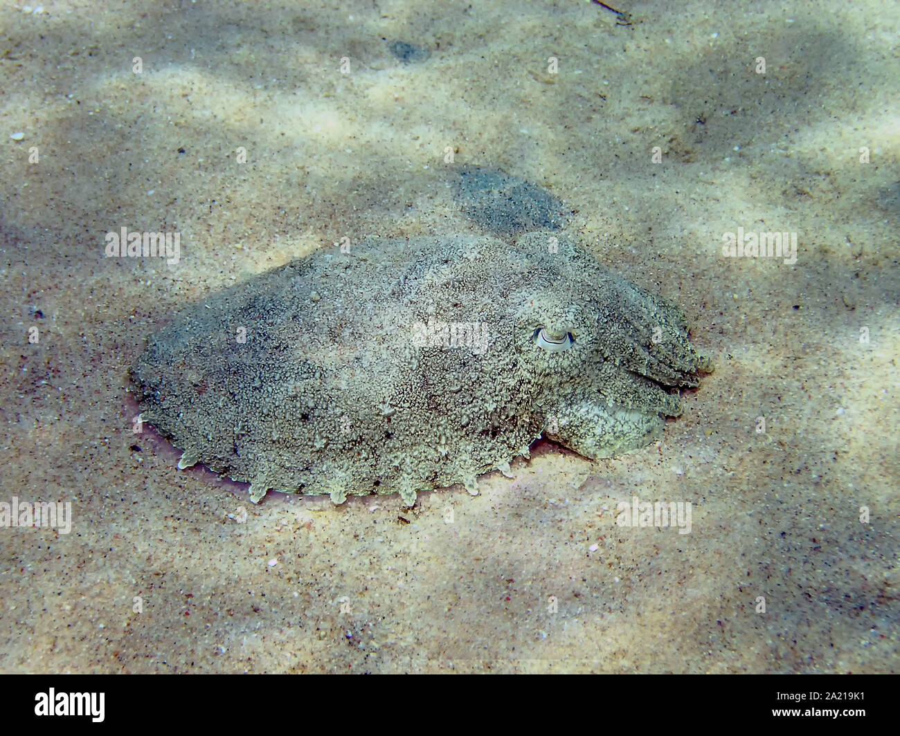 Tintenfisch sepia pharaonis -Fotos und -Bildmaterial in hoher Auflösung ...