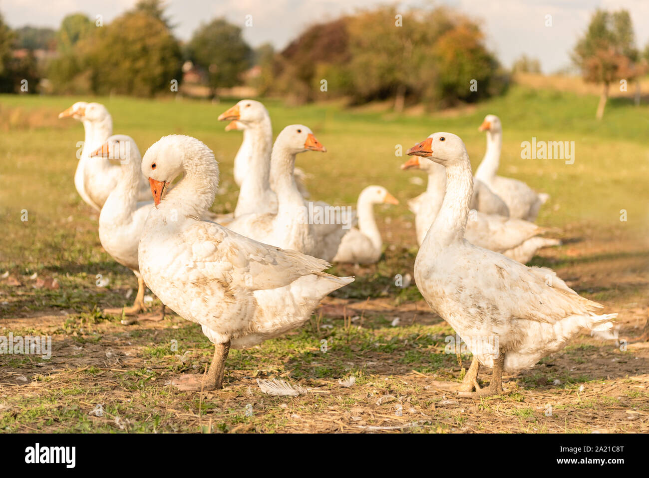 Gänse Schlachten Stockfotos & Gänse Schlachten Bilder - Alamy