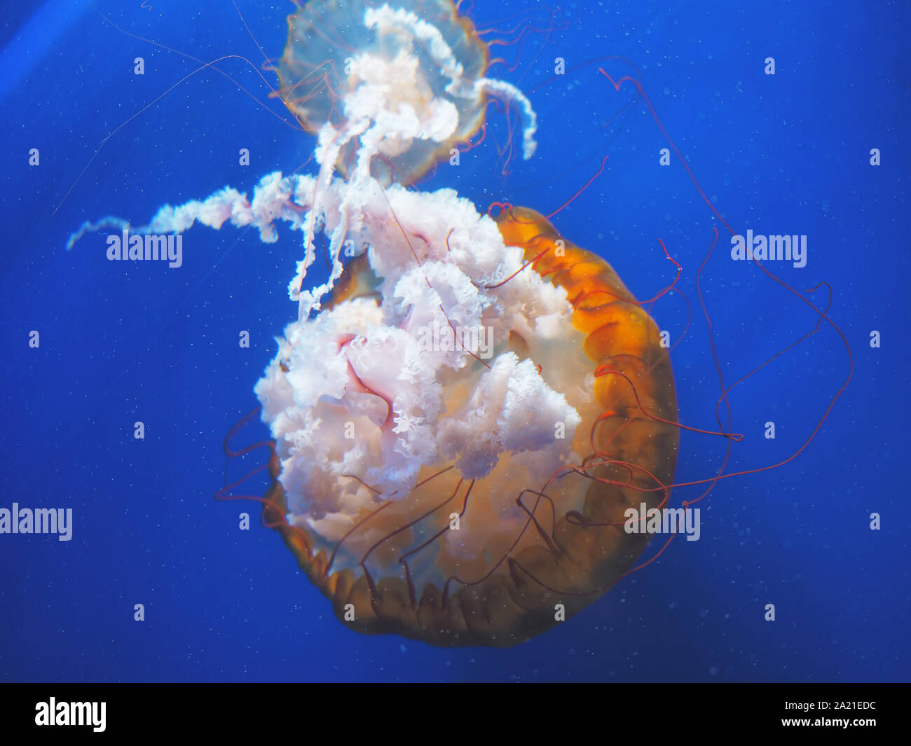 Deep sea gradient -Fotos und -Bildmaterial in hoher Auflösung – Alamy