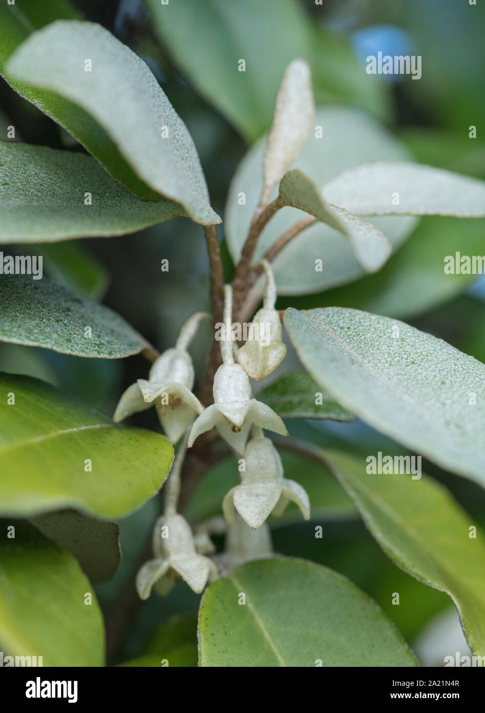 Elaeagnus submacrophylla -Fotos und -Bildmaterial in hoher Auflösung ...