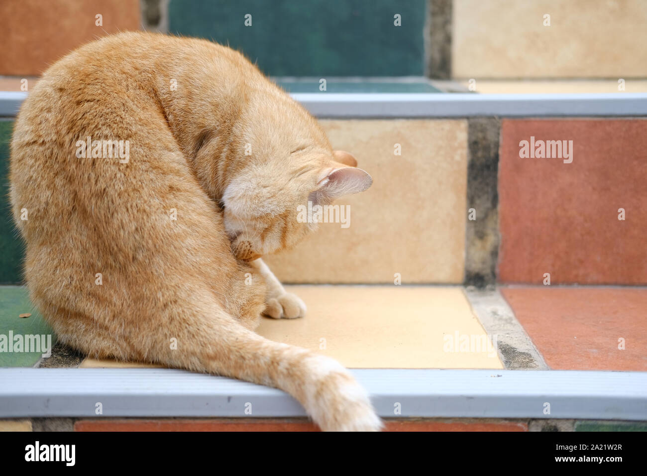 Katze, die auf der treppe sich entspannt -Fotos und -Bildmaterial in ...
