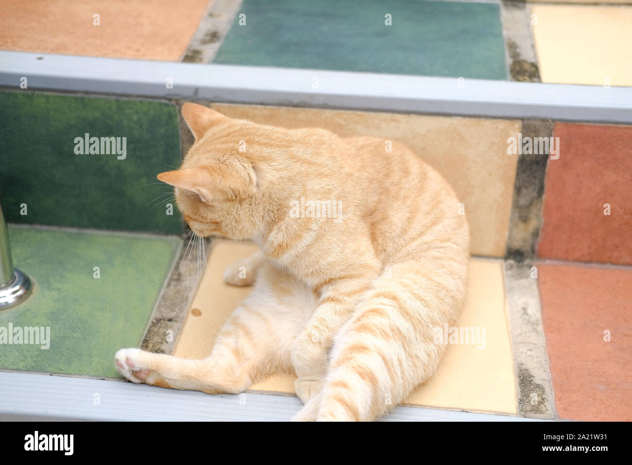 Katze liegend auf der treppe -Fotos und -Bildmaterial in hoher ...