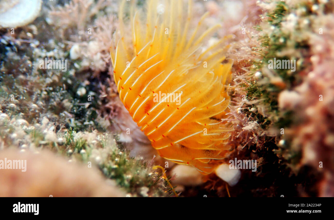 Protula sp -Fotos und -Bildmaterial in hoher Auflösung – Alamy