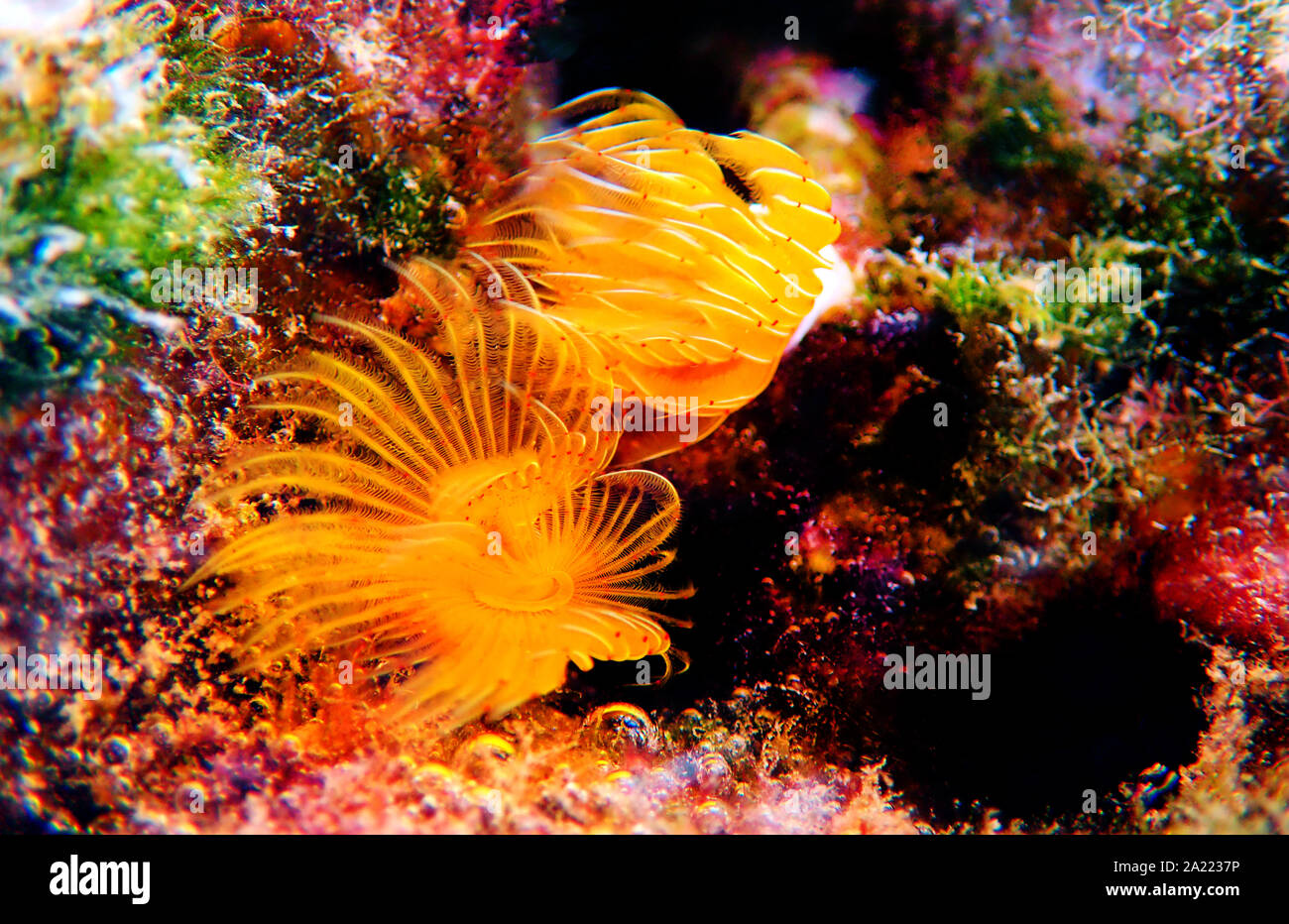 Protula sp -Fotos und -Bildmaterial in hoher Auflösung – Alamy