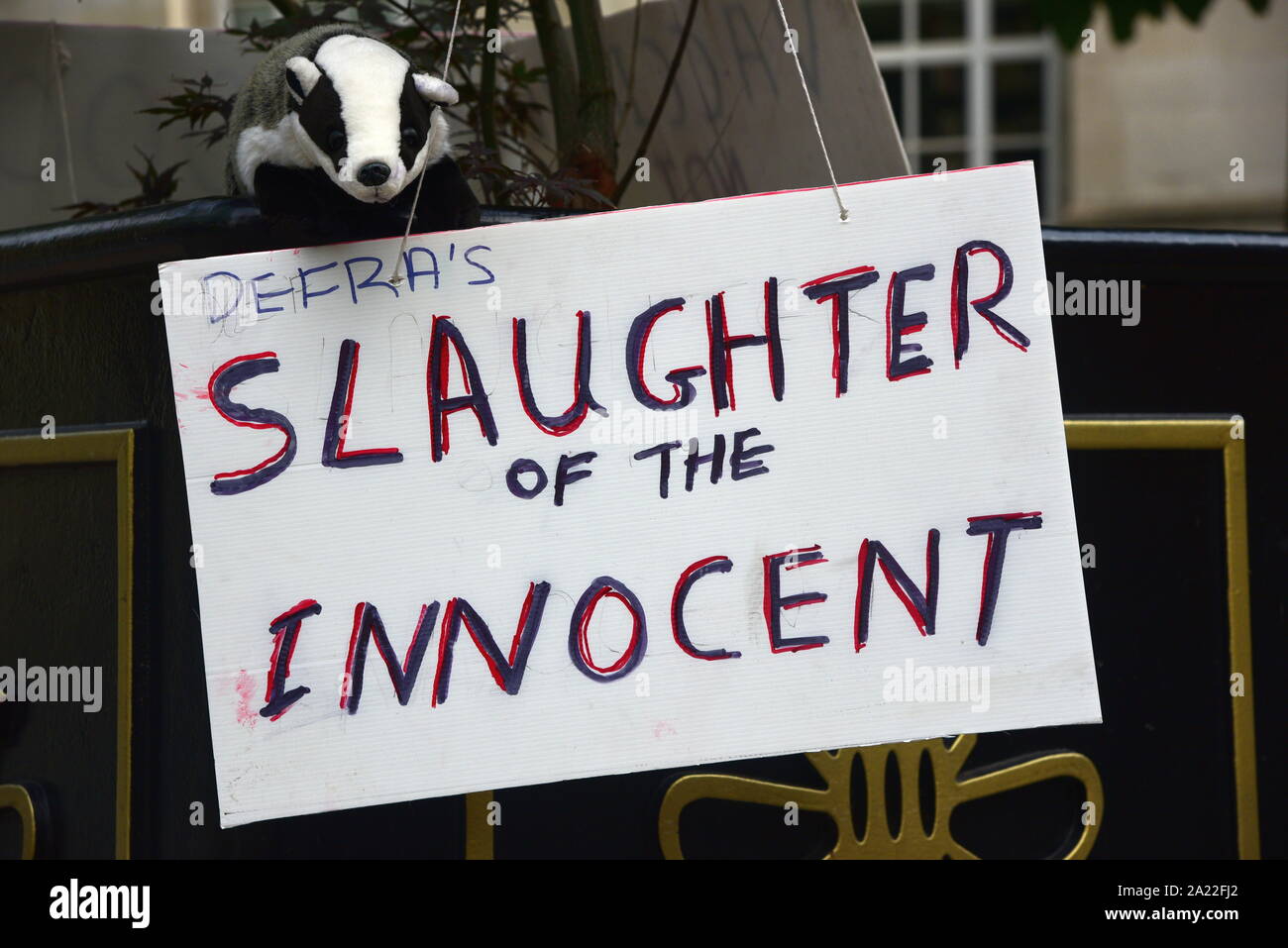 Anti defra dachs cull -Fotos und -Bildmaterial in hoher Auflösung – Alamy