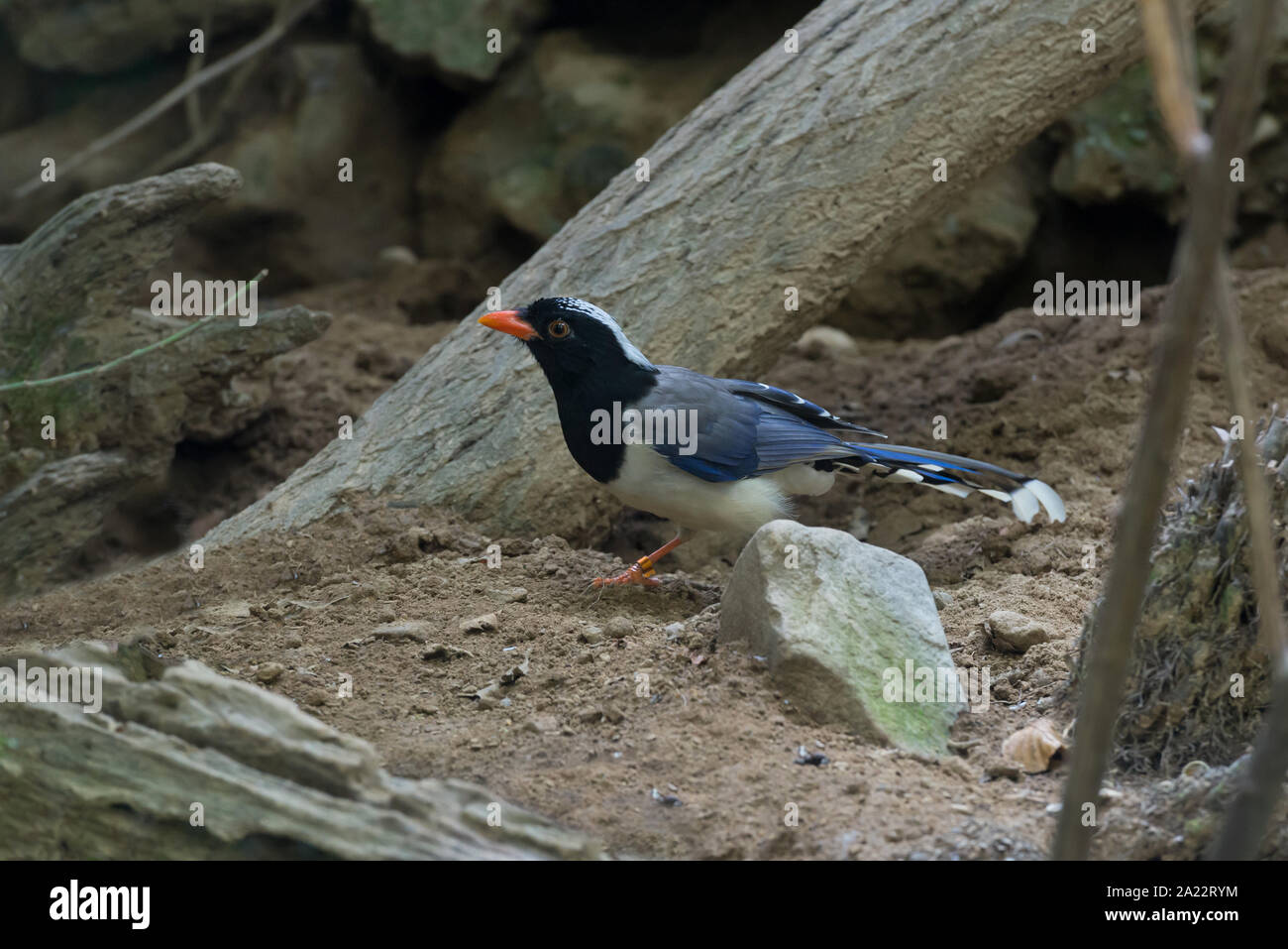 Urocissa erythroryncha -Fotos und -Bildmaterial in hoher Auflösung – Alamy