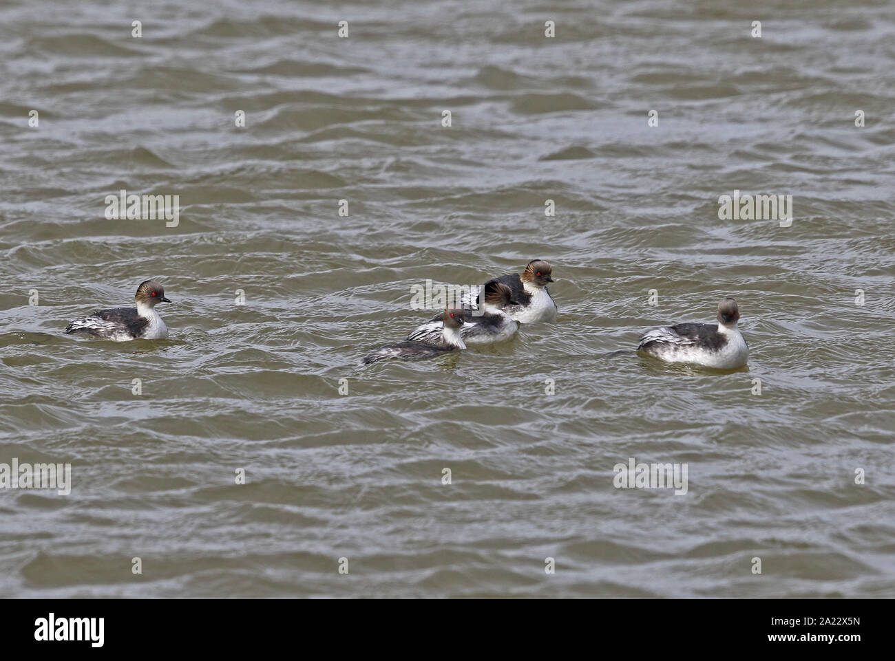 Chilenisches tier -Fotos und -Bildmaterial in hoher Auflösung – Alamy