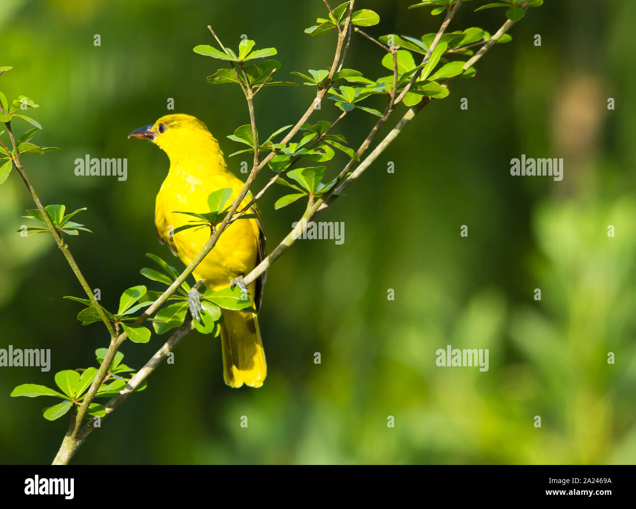 Black-naped Oriole Vogel auf der Suche nach Nahrung in der Morgensonne ...