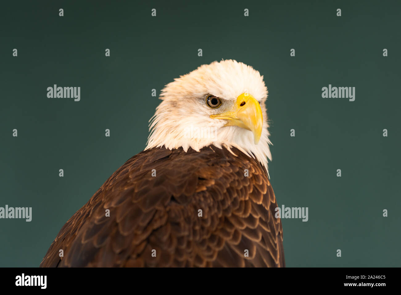 Freie Staaten Stockfotos und -bilder Kaufen - Alamy