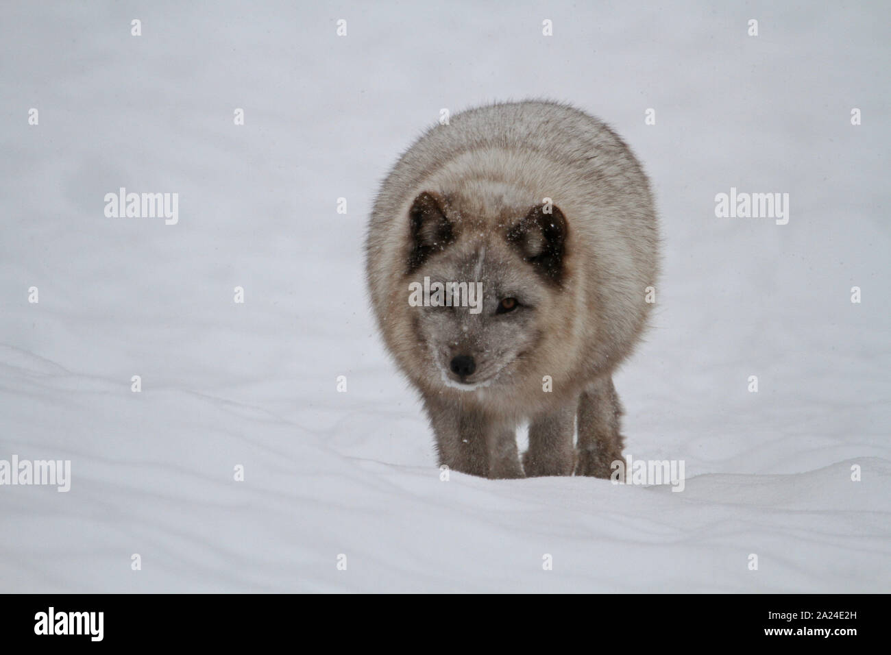 Fuchs mit schnee -Fotos und -Bildmaterial in hoher Auflösung – Alamy