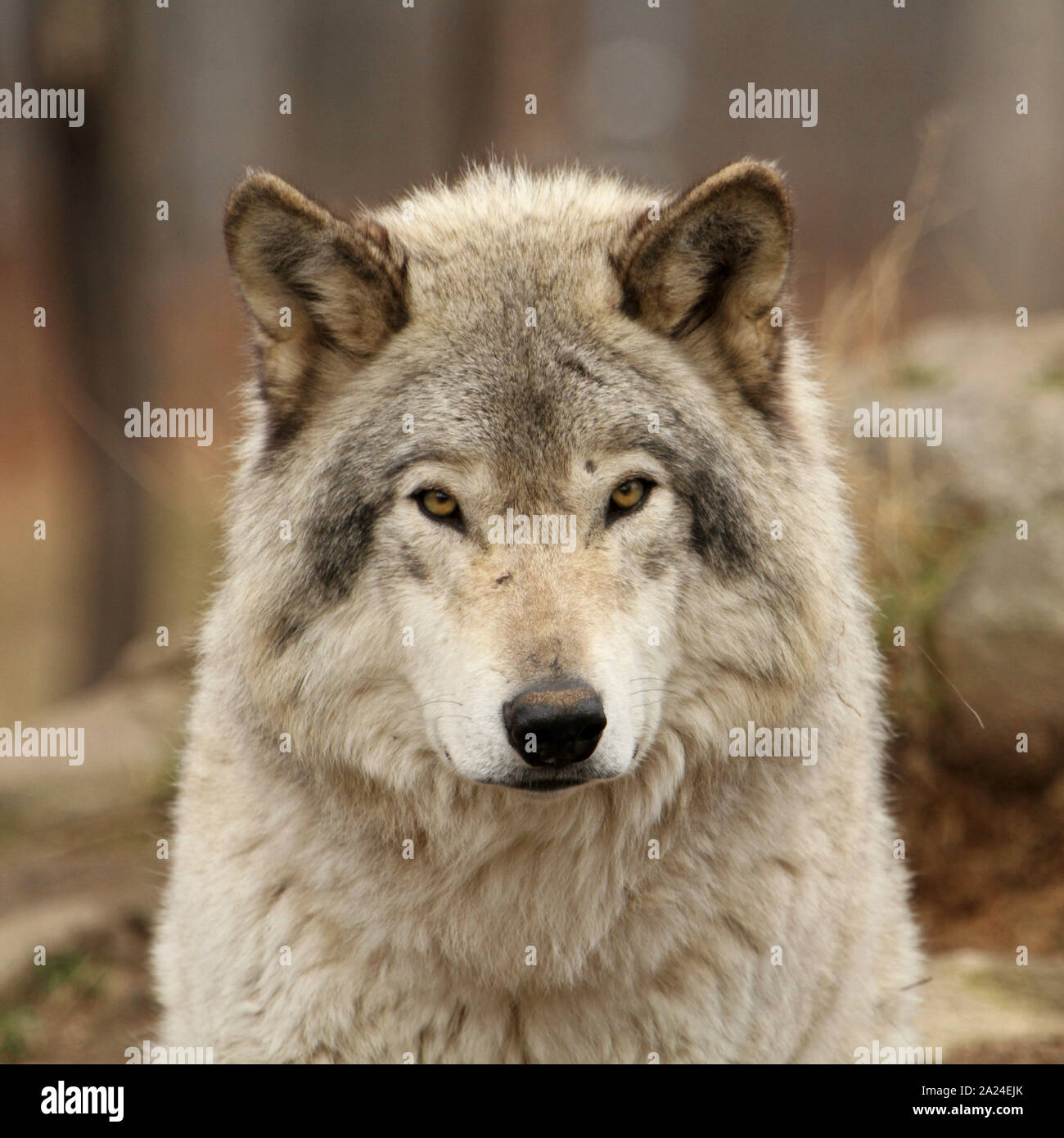 Wolf timber wolf tier weise tier -Fotos und -Bildmaterial in hoher ...