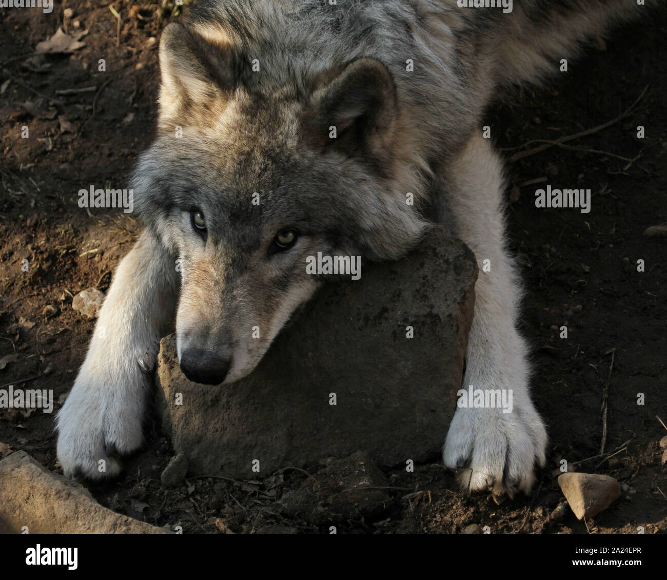 Alpha wolf -Fotos und -Bildmaterial in hoher Auflösung – Alamy
