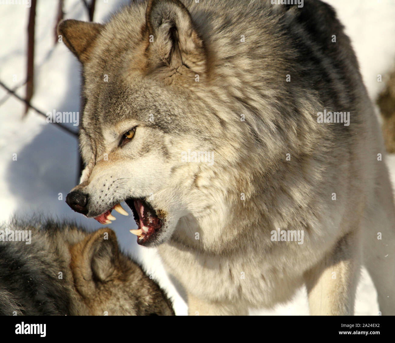 Timber wölfe -Fotos und -Bildmaterial in hoher Auflösung – Alamy