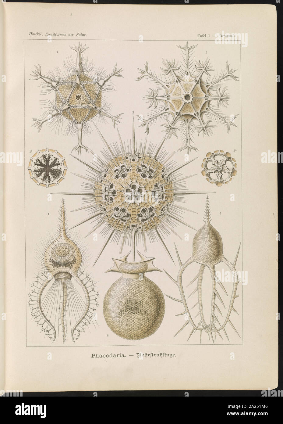 Phaeodaria -Fotos und -Bildmaterial in hoher Auflösung – Alamy