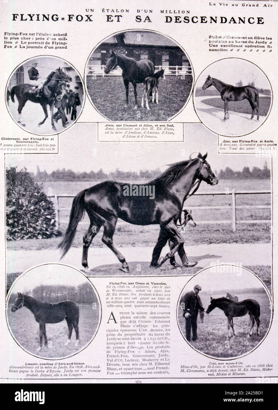 Britischer fuchs -Fotos und -Bildmaterial in hoher Auflösung – Alamy