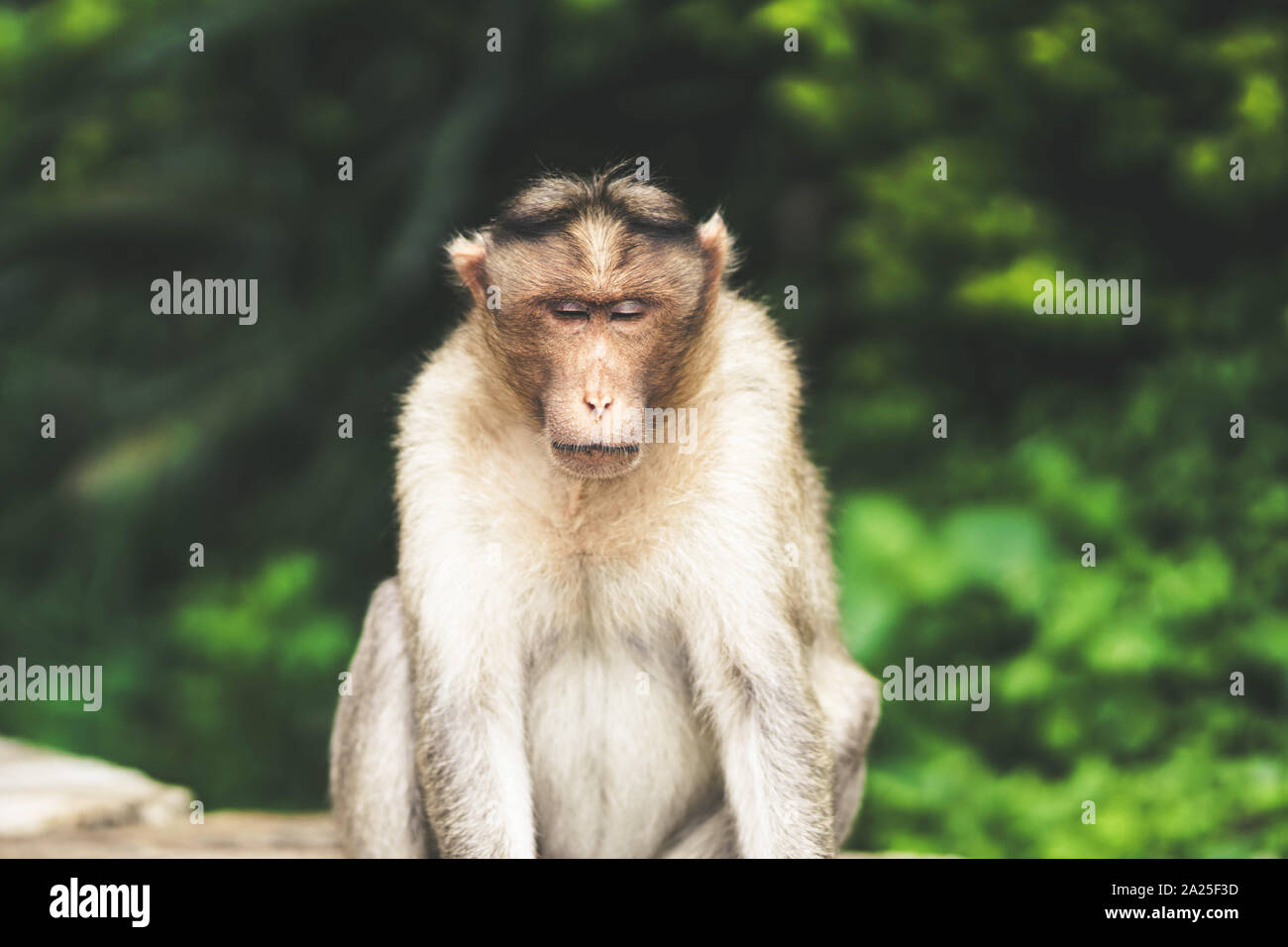 Sitzender affe im wald -Fotos und -Bildmaterial in hoher Auflösung – Alamy