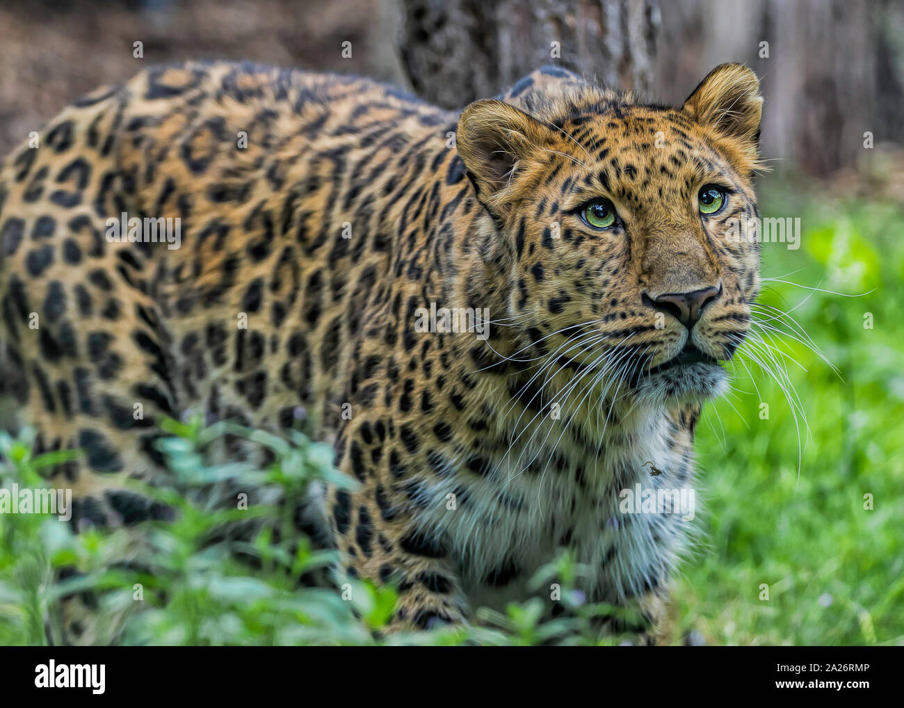 Jagd Leoparden Stockfotos und -bilder Kaufen - Alamy