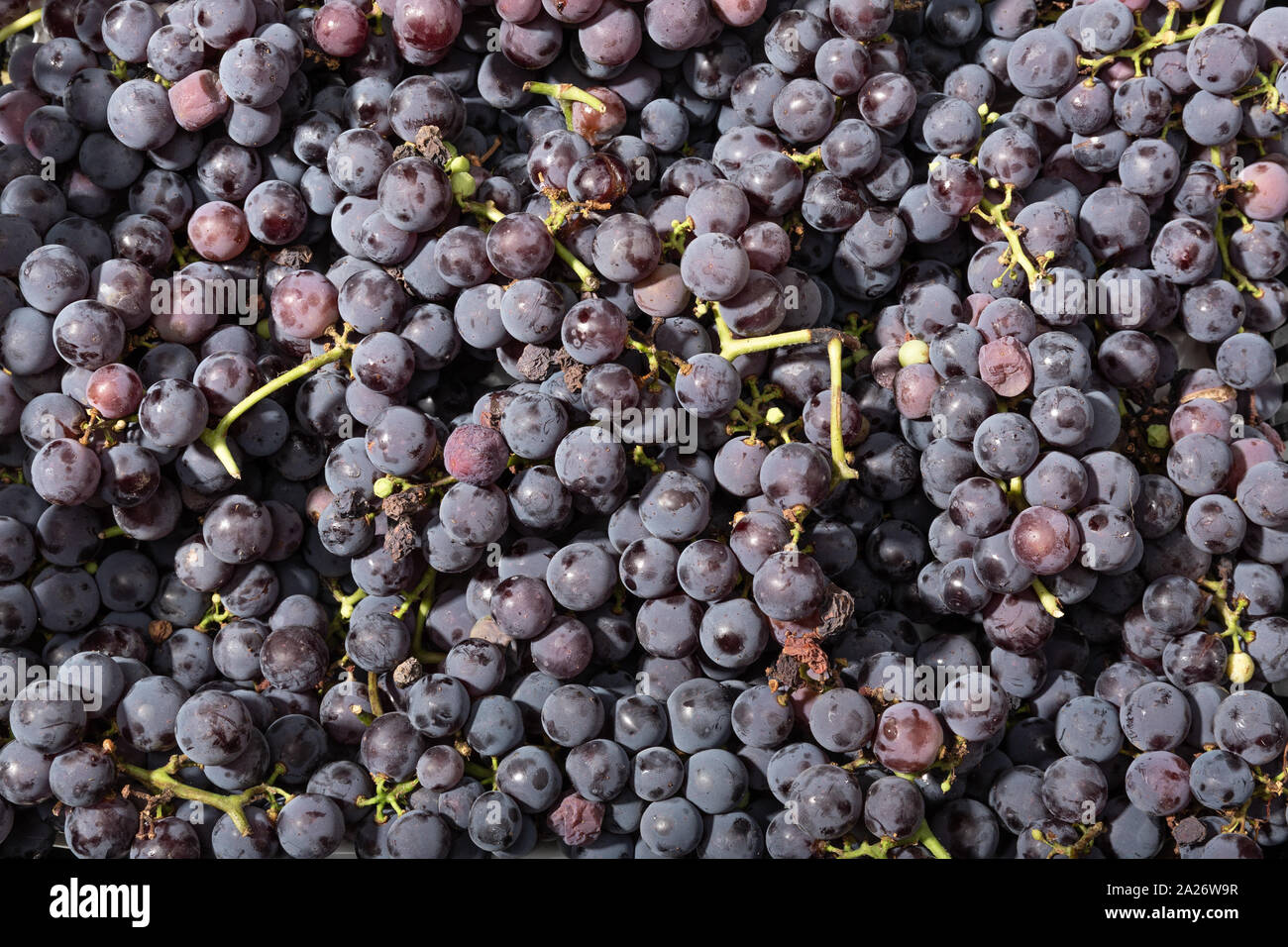 Frische Rote Traube Stockfotos und -bilder Kaufen - Alamy