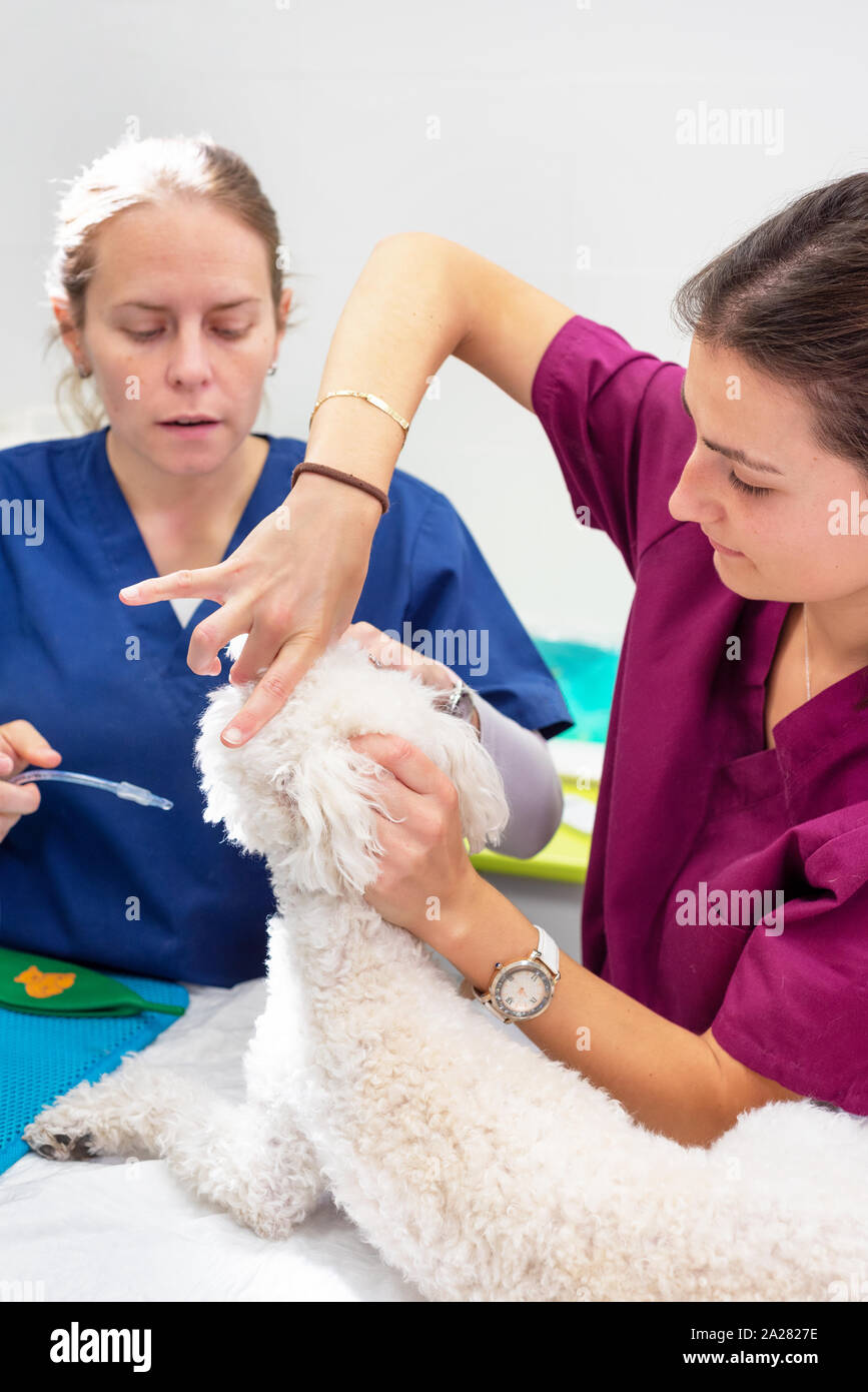 Endotracheale intubation -Fotos und -Bildmaterial in hoher Auflösung ...