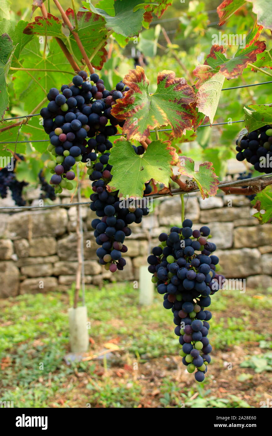Blaue trauben herbst -Fotos und -Bildmaterial in hoher Auflösung – Alamy
