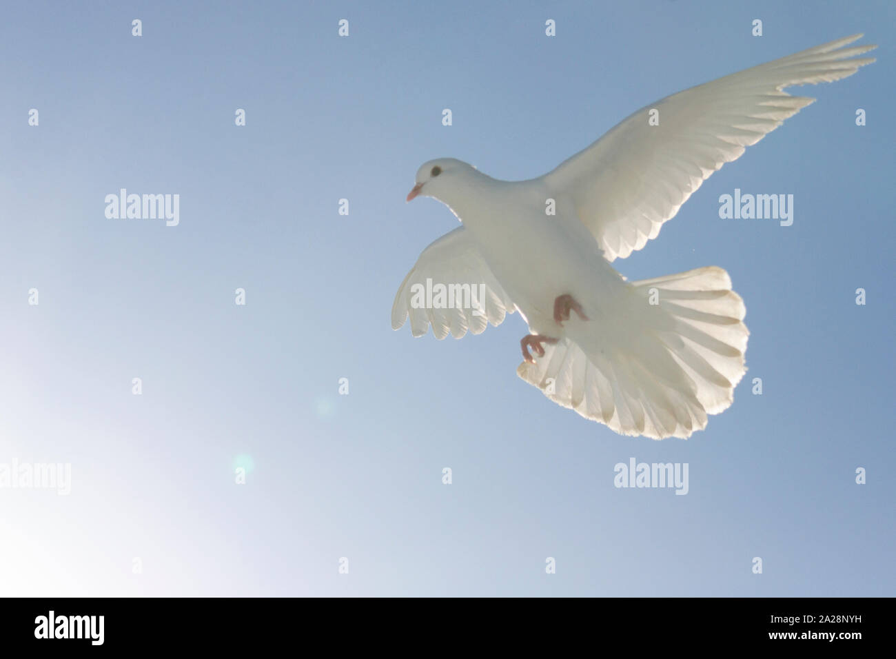 Weiße taube fliegt -Fotos und -Bildmaterial in hoher Auflösung – Alamy